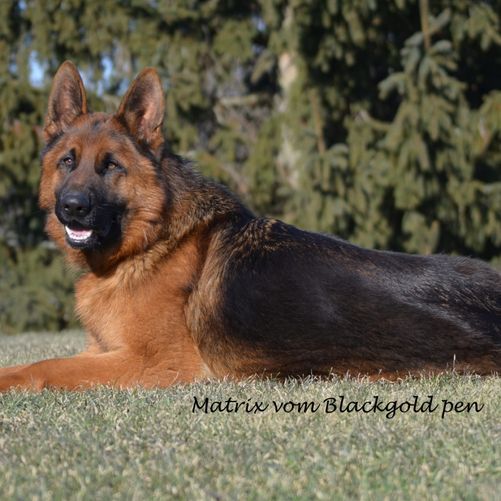 Gallery – Black Gold Shepherds